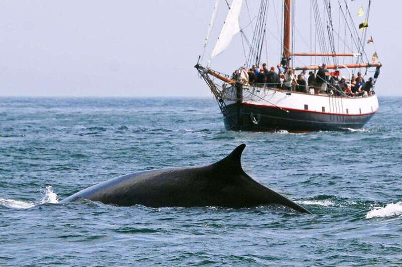 From Saint John: Saint Andrews Whale Watching Tour - A Deep Dive into the Saint Andrews Whale Watching Tour