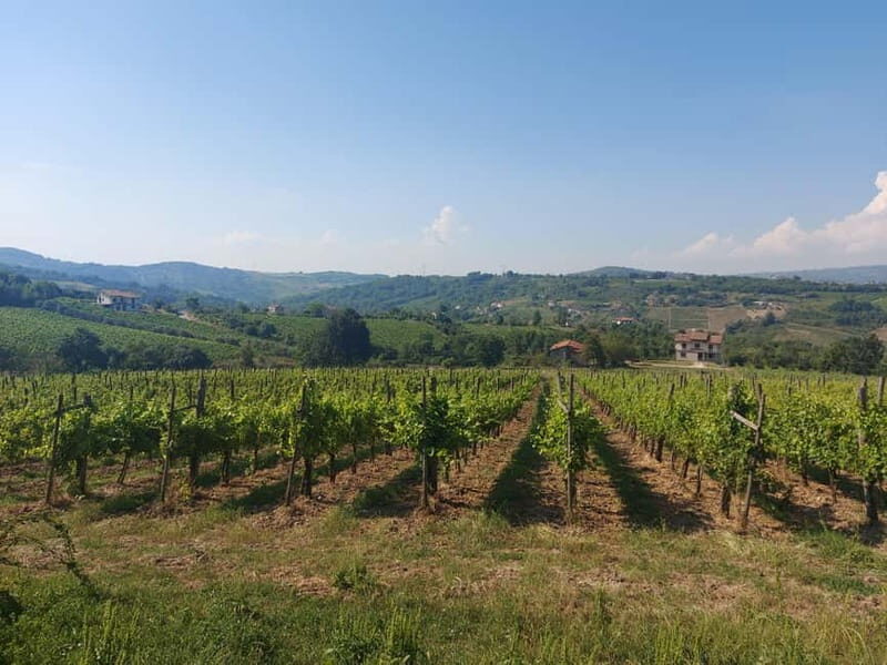 From Salerno: Irpinia Wine Tour Half-Day Trip - The Wines and Family Winery Experience