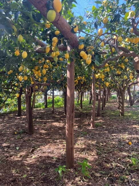 From Salerno: Lemon Tour with Tasting Session and Transfer - Who Should Consider This Tour?