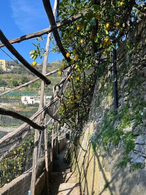 From Salerno: Lemon Tour with Tasting Session and Transfer - Final Thoughts