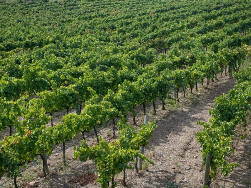 From Salou: Priorat olive trees and wine tour - Starting Point: From Salou, Cambrils, or Tarragona