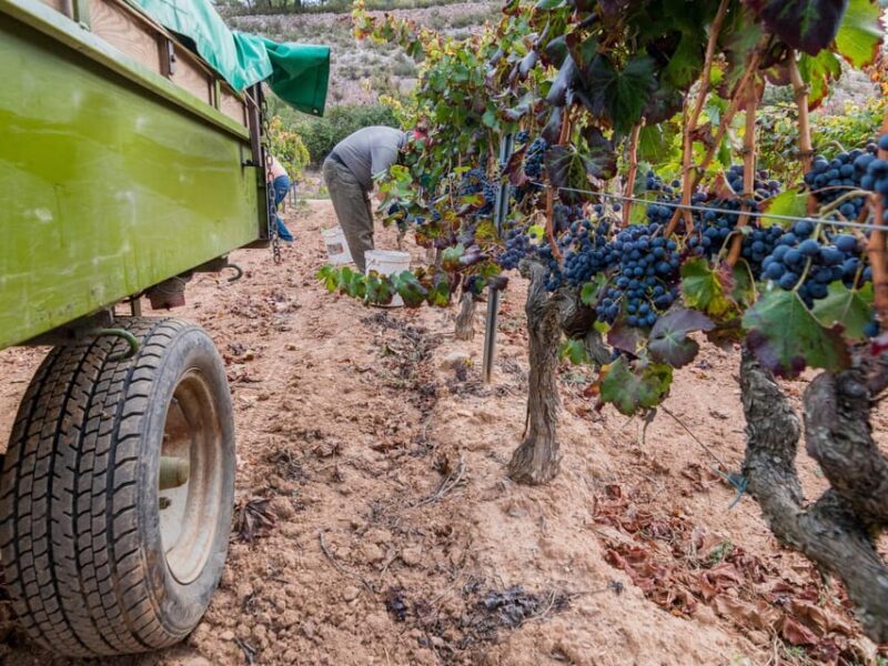 From Salou: Priorat olive trees and wine tour - Stop 2: Wineries and Tasting in Gratallops