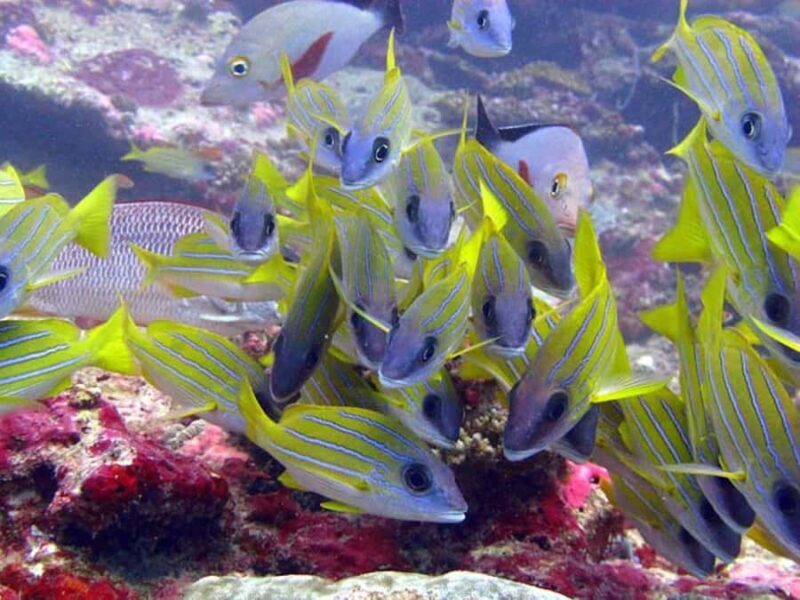 From Samui: Ko Tao and Koh Nang Yuan Speedboat Day Trip - The Sum Up: Who Should Consider This Tour?