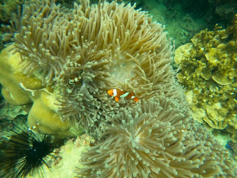 From Samui: Koh Tao & Nang Yuan Day Tour with Snorkel, Lunch - FAQ