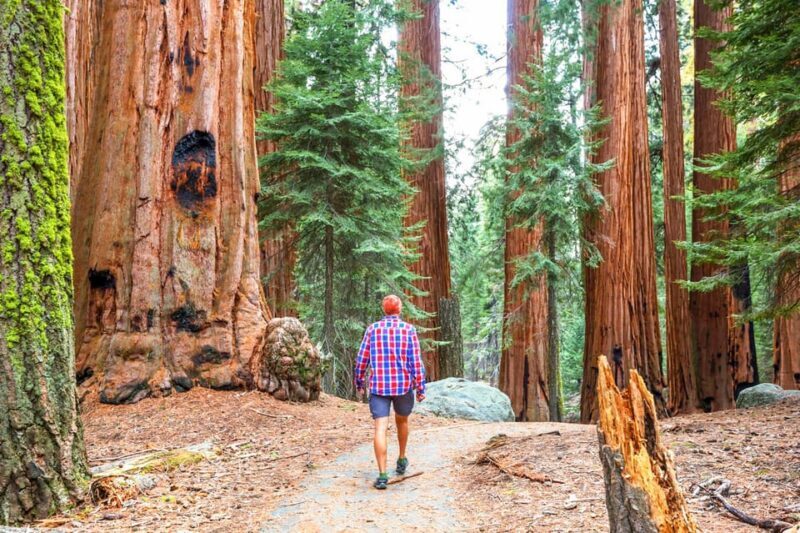 From San Francisco: Alcatraz Night Tour, Muir Woods and Wine - The Sum Up