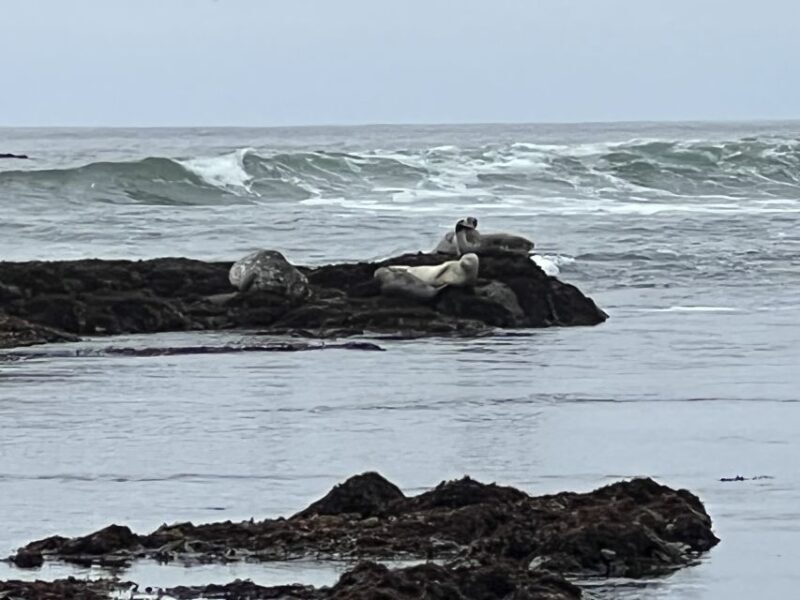 From San Francisco: Carmel, Monterey & Big Sur Private Tour - FAQ