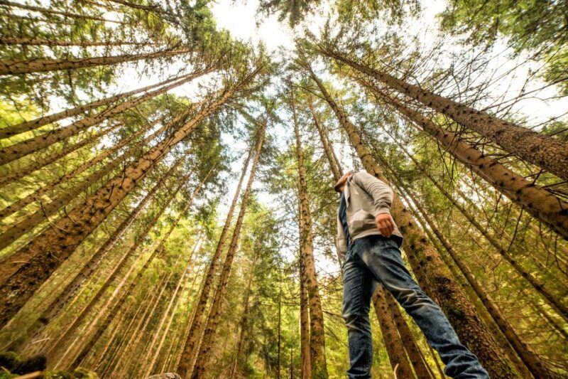 From San Francisco: Guided Muir Woods Excursion - Points to Keep in Mind