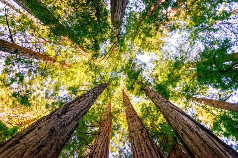 From San Francisco: Guided Muir Woods Tour - Who This Tour Suits Best
