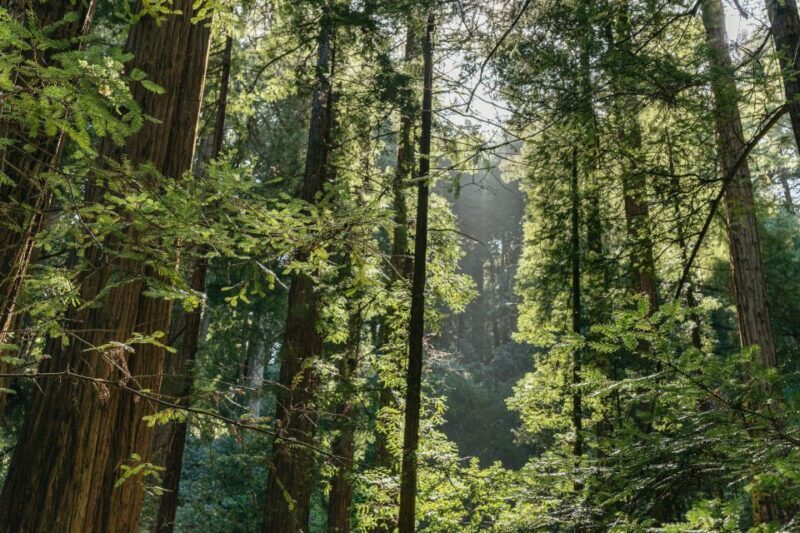 From San Francisco: Guided Muir Woods Tour - Authentic Traveler Feedback