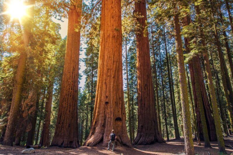 From San Francisco: Guided Muir Woods Tour - Who Should Consider This Tour?