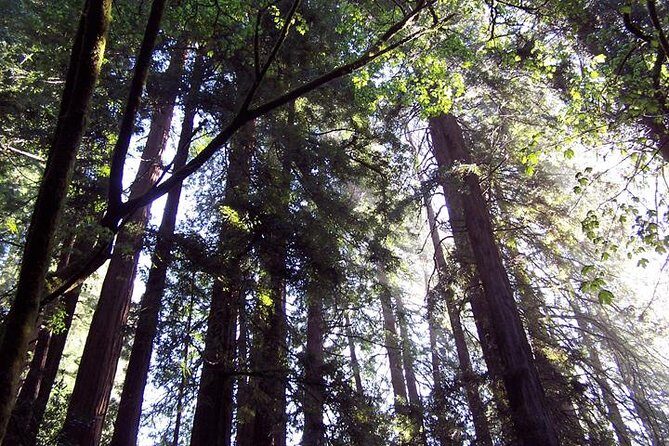 From San Francisco: Guided Tour to Muir Woods Coastal Redwoods - The Practical Side: What to Expect