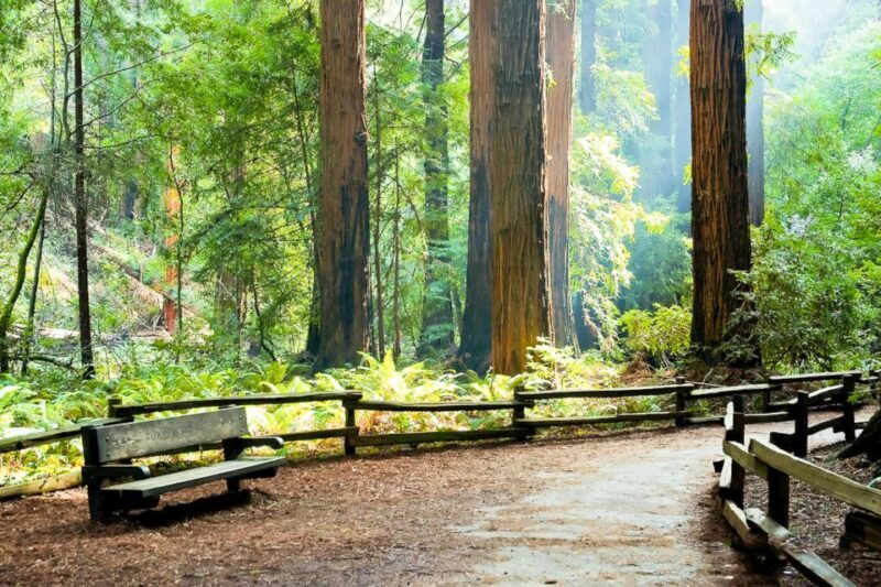 From San Francisco: Guided Tour to Muir Woods - Authentic Feedback from Travelers