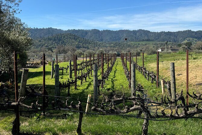 From San Francisco: Half-Day Wine Aficionado Tour with Tastings - A Wide-Open Window into California’s Wine Country