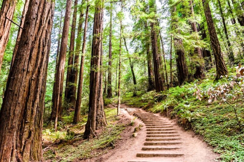 From San Francisco: Muir Woods and Sausalito Half-Day Trip - Authentic Experiences and Tips from Travelers
