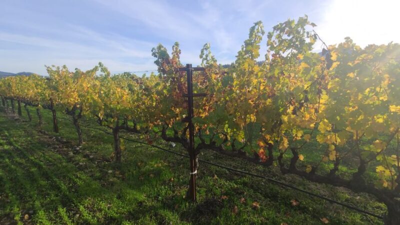 From San Francisco: Napa and Sonoma Private Wine Tour - What to Expect from Your Napa and Sonoma Private Wine Tour