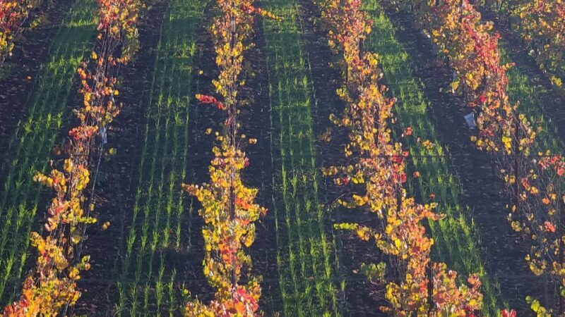 From San Francisco: Napa and Sonoma Private Wine Tour - The Practicalities: Transportation, Group Size, and Price