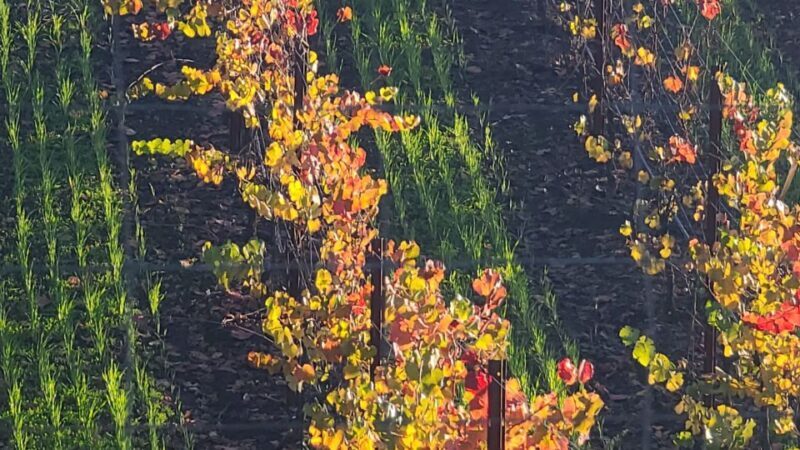 From San Francisco: Napa and Sonoma Private Wine Tour - FAQ