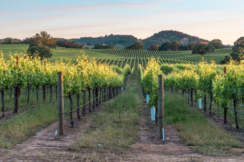 From San Francisco: Napa & Sonoma Valley Full-Day Wine Tour - Final Thoughts
