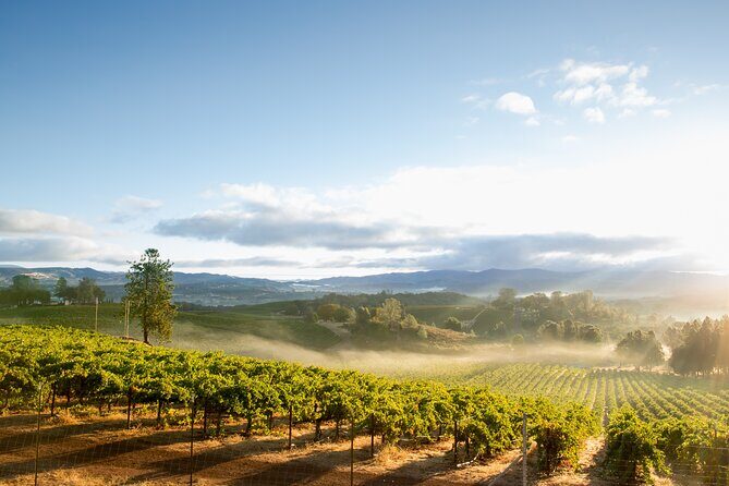 From San Francisco: Napa & Sonoma Valley Wine Tour with Tastings - Coach Transfer to Wine Country