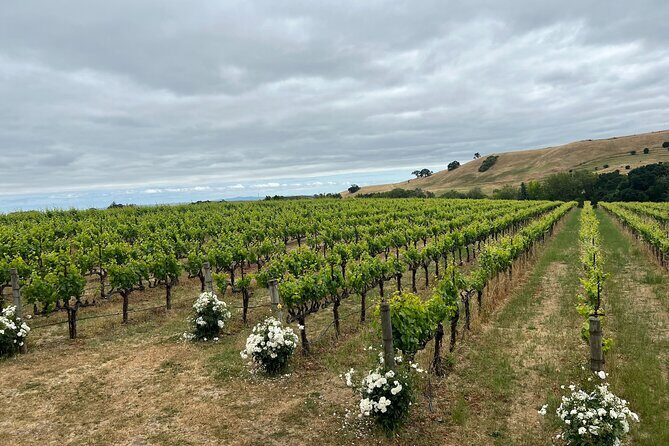 From San Francisco: Napa & Sonoma Valley Wine Tour with Tastings - Booking & Cancellation