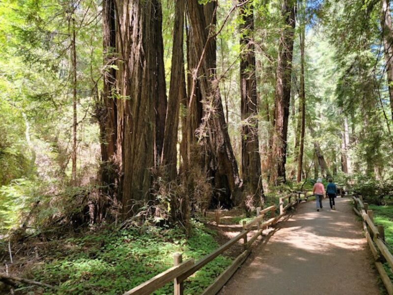 From San Francisco: Private Muir Woods and Napa Wine Tour - The Practicalities: Price, Duration, and Flexibility