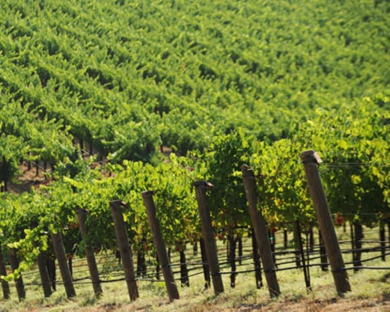 From San Francisco: Private Wine Tour to Guerneville - FAQ
