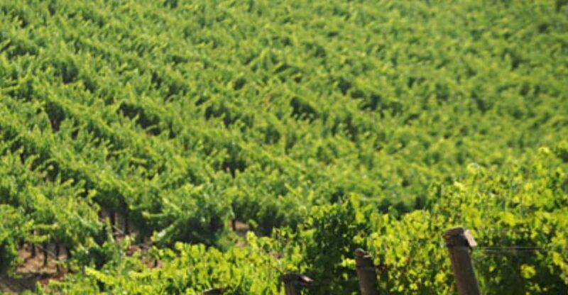 From San Francisco: Santa Rosa Wine Tasting Tour - The Experience: Comfort, Learning, and Scenic Beauty