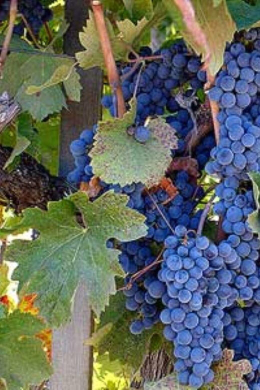 From San Francisco: Santa Rosa Wine Tasting Tour - Practical Details to Keep in Mind