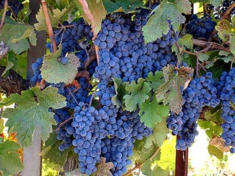 From San Francisco: Sonoma Private Wine Tour with Tastings - The Itinerary: What to Expect on the Day