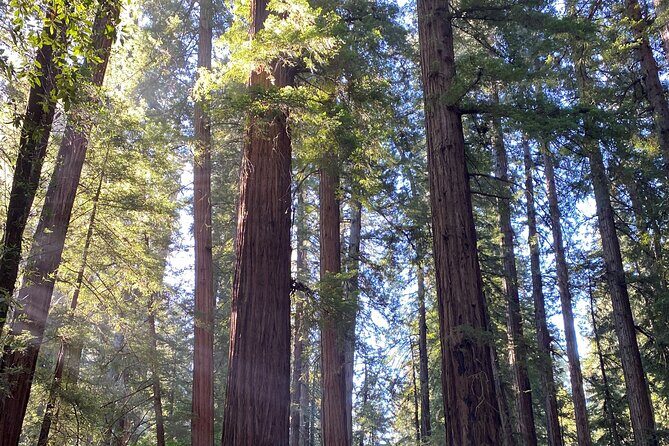 From San Francisco: Wine Tour, Redwoods, and Hop-on Hop-off Tour - Who Will Love This Tour?