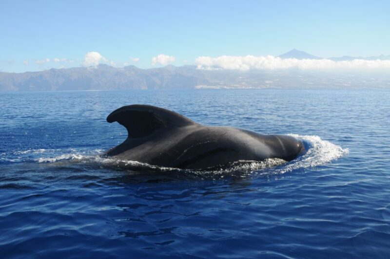 From San Juan beach : Marine Life Cruise - Why Choose the Marine Life Cruise from San Juan Beach?