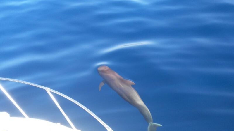 From San Juan beach : Marine Life Cruise - The Experience and What You’ll Learn