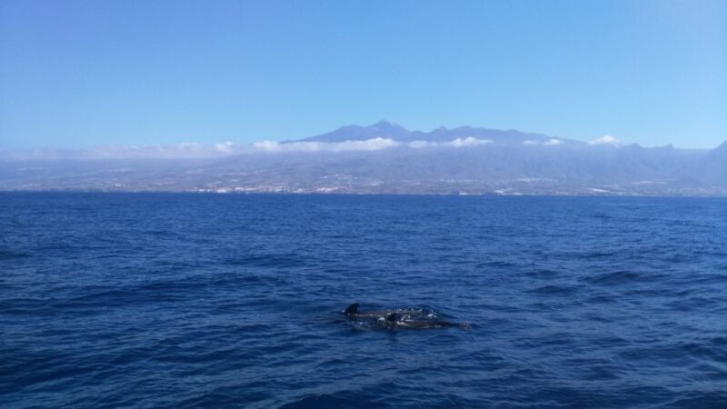 From San Juan beach : Marine Life Cruise - Practical Tips for Travelers