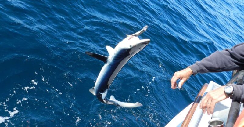 From San Leone: Private Bluefin Tuna Fishing Experience - Setting Off from San Leone: What to Expect