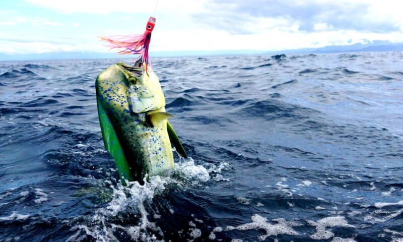 From San Leone: Private Bluefin Tuna Fishing Experience - The Experience Itself: Details and Atmosphere