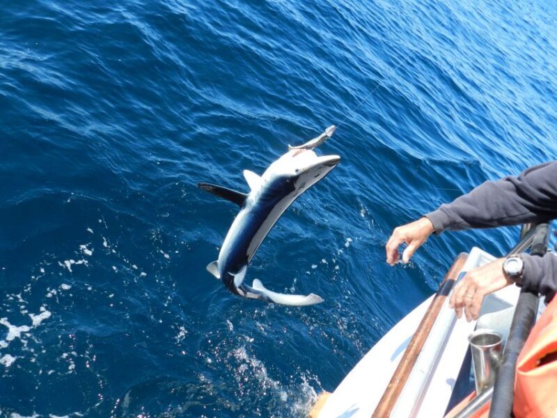 From San Leone: Private Bluefin Tuna Fishing Experience - Cost and Value Considerations