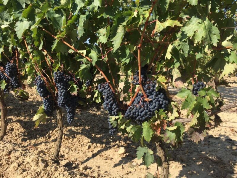 From San Sebastian/Bilbao/Vitoria: Rioja Wine Tour w/ Lunch - An In-Depth Look at the Rioja Wine Tour