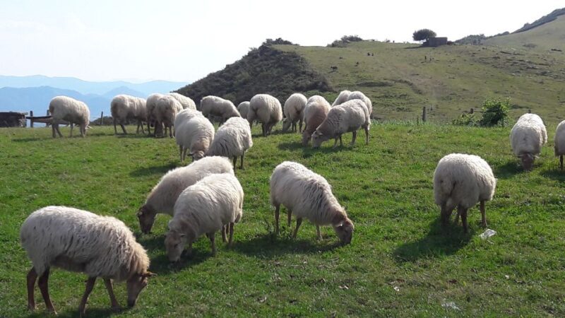 From San Sebastian: French-Basque Countryside Private Tour - The Sum Up: Is This Tour Right for You?