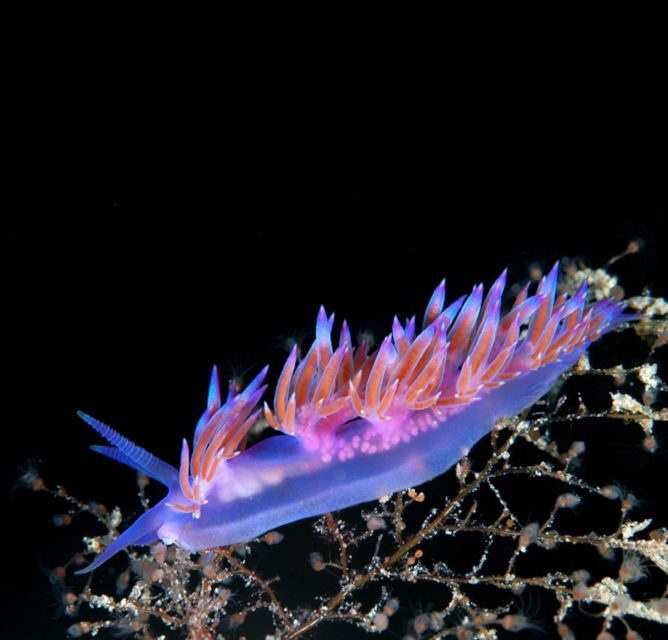 From San Teodoro: diving for experts in Tavolara and Molara - The Itinerary – What’s in Store?