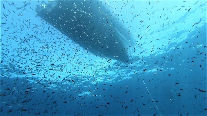 From San Teodoro: diving for experts in Tavolara and Molara - What Makes This Tour Special?
