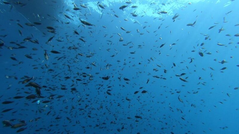 From San Teodoro: diving for experts in Tavolara and Molara - The Price and What You’re Getting
