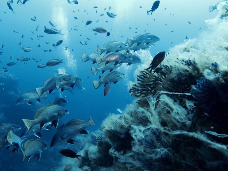 From San Teodoro: diving for experts in Tavolara and Molara - Frequently Asked Questions