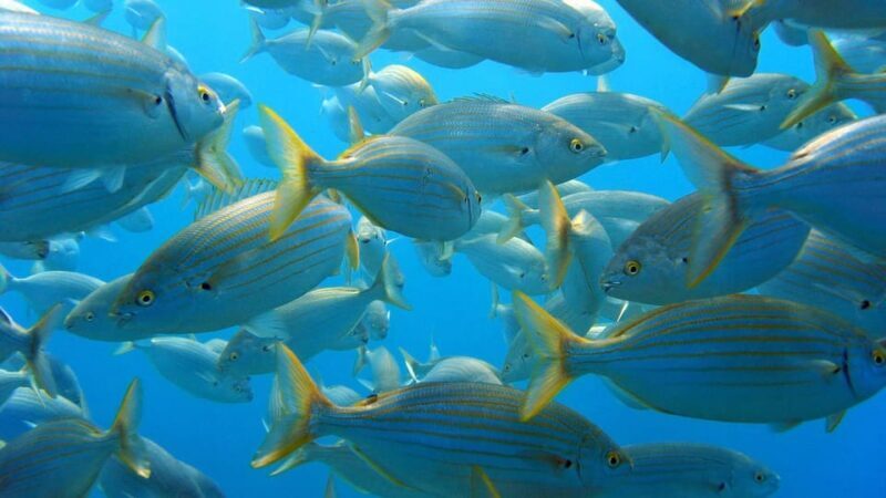 From San Teodoro: snorkeling in Tavolara and Molara - What to Expect: Practical Details & Tips