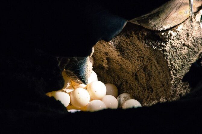 From Sandakan: 2D1N Turtle Island & Sepilok Wildlife Experience - Exploring Sandakan’s Wildlife & Conservation