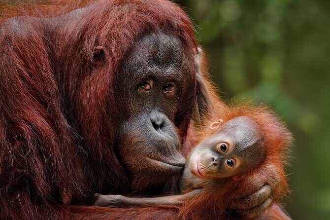 From Sandakan: 2D1N Turtle Island & Sepilok Wildlife Experience - FAQs