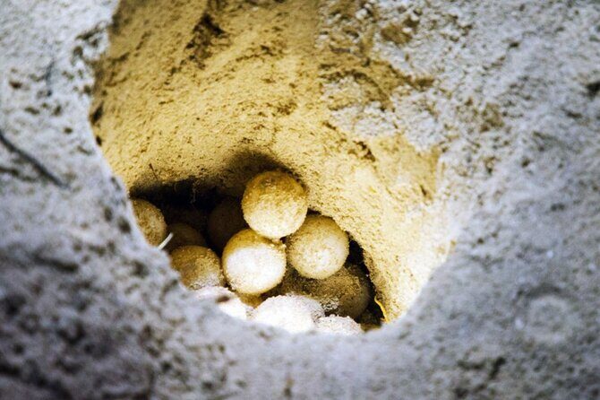 From Sandakan 2D1N Turtle Island Tour - Who Would Love This Tour?