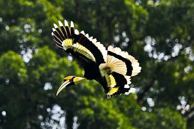 From Sandakan to Kinabatangan River Safari Boat Cruise Day Tour - Key Points