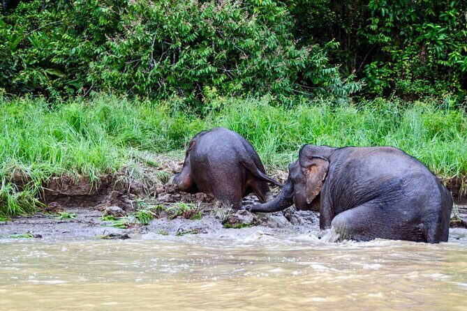 From Sandakan to Kinabatangan River Safari Boat Cruise Day Tour - Who Will Love This Tour?