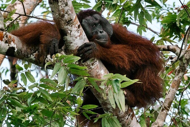 From Sandakan to Kinabatangan River Safari Boat Cruise Day Tour - FAQ