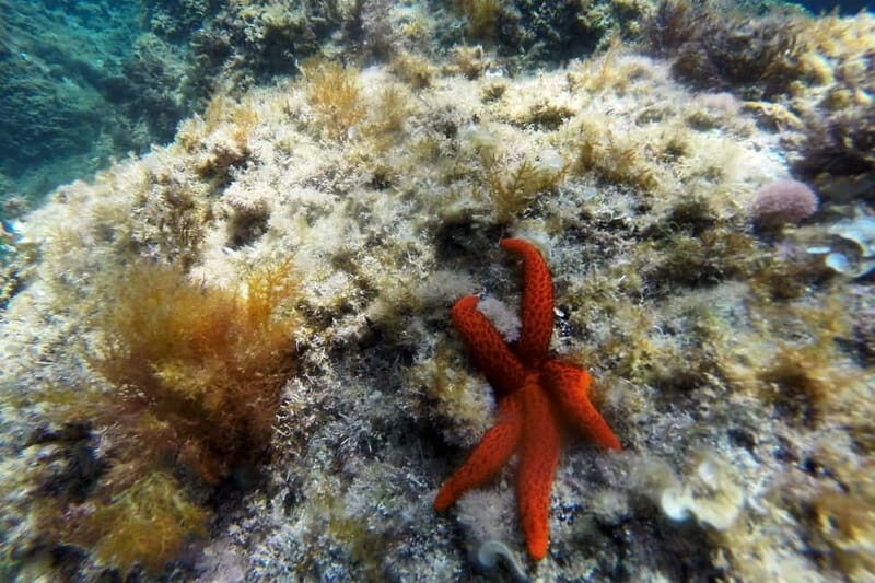 From Sant Feliu de Guíxols: Kayak and Snorkel in Costa Brava - Final Thoughts